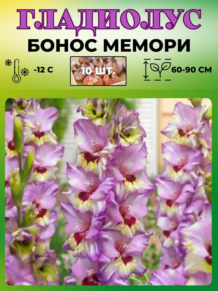 Гладиолус крупноцветковый, луковицы 10шт.