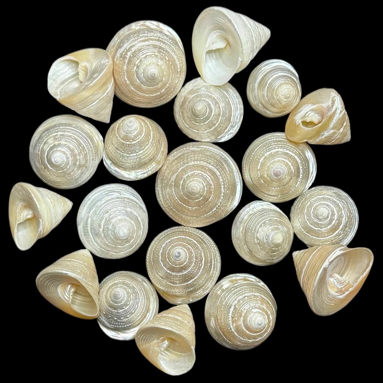 Натуральная морская ракушка Трохус макулатус жемчужный - 300 грамм