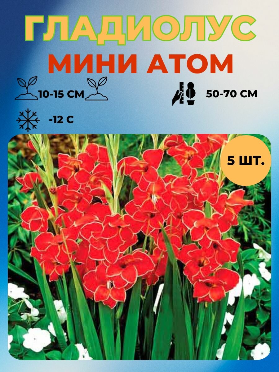 Гладиолус крупноцветковый, луковицы 5 штук