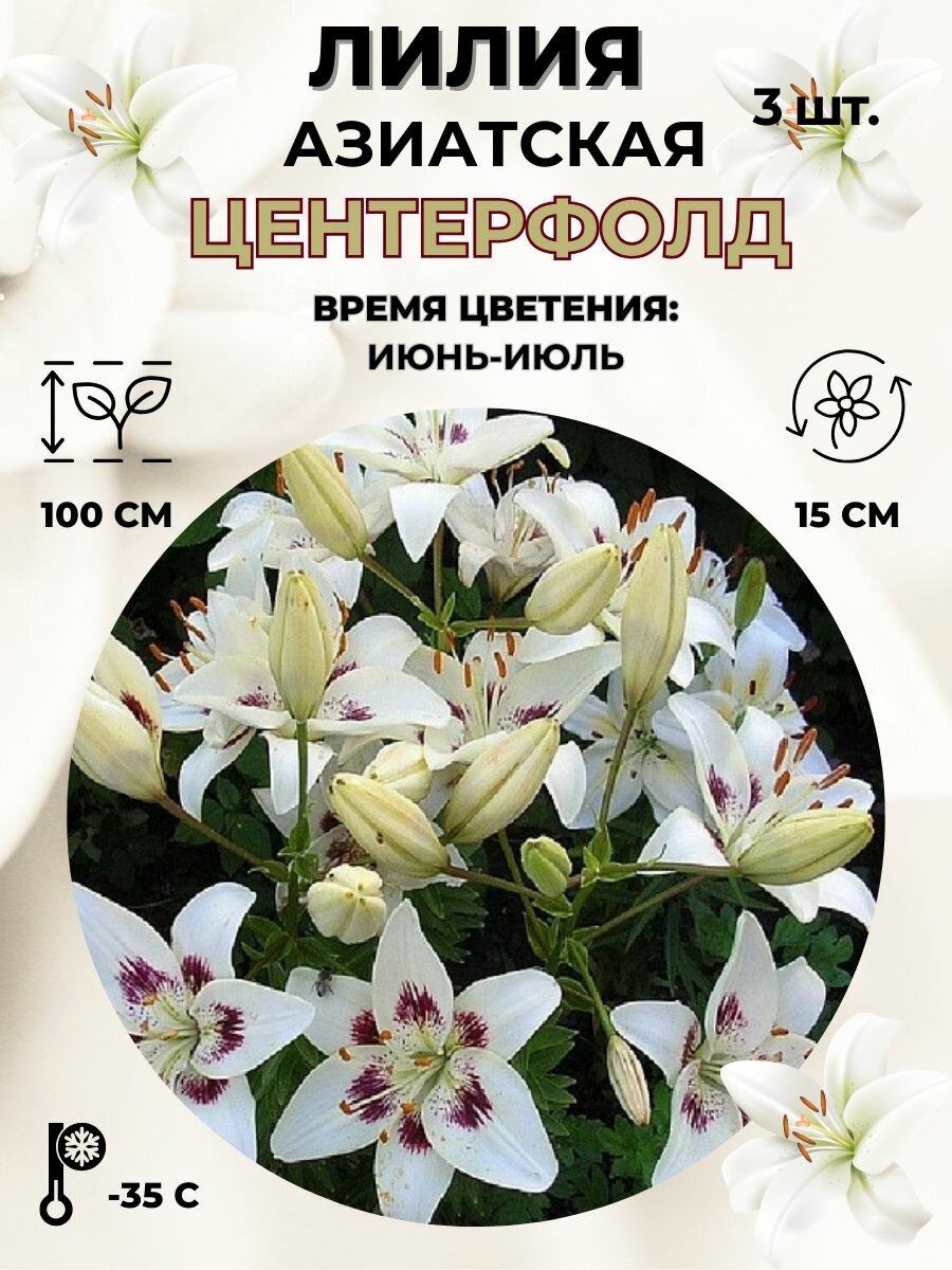 Лилия азиатская, луковицы 3 штуки