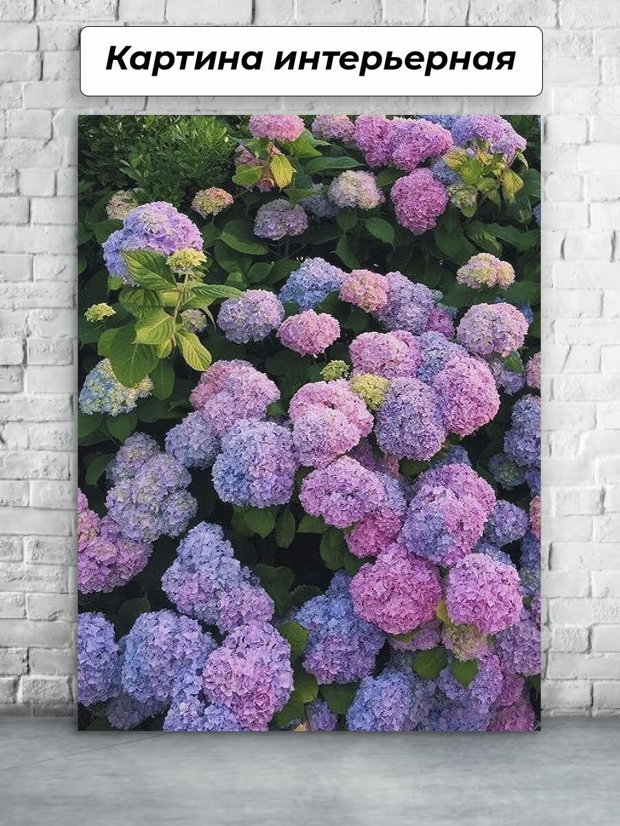 Картины для интерьера 20х30 Гортензии Цветы Кустовые