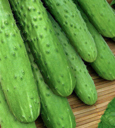 Семена огурцов Наша Саша F1 (0,2 гр.)