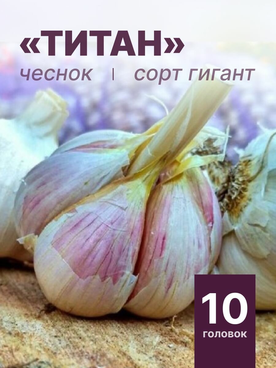 Гигантский чеснок на посадку Титан 10 головок