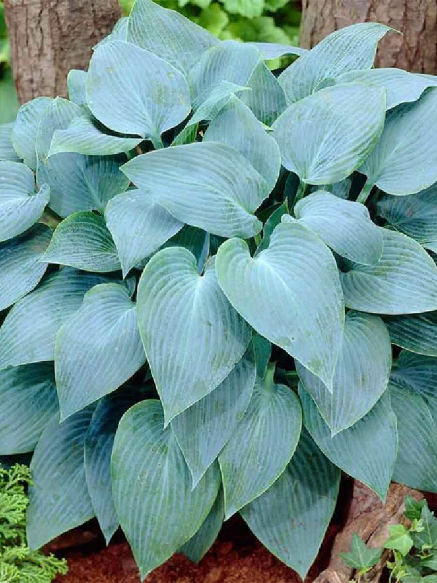 Хоста Кандиан Блу (SM) / Саженцы хосты M (средние, 30-64 см)