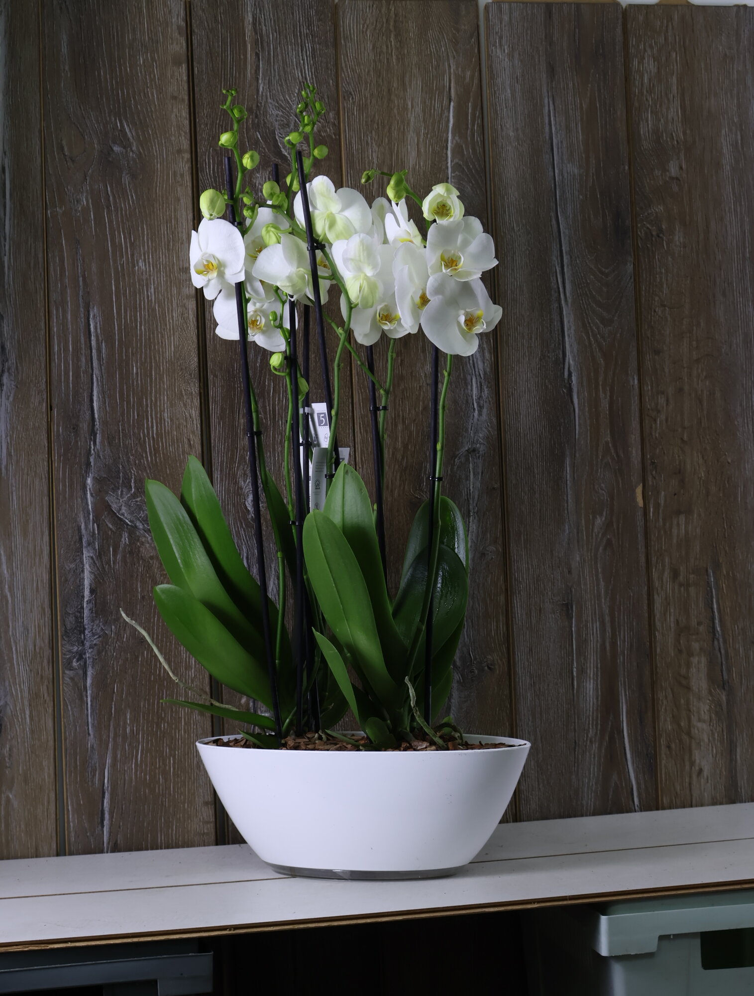 Белое трио из орхидей в кашпо