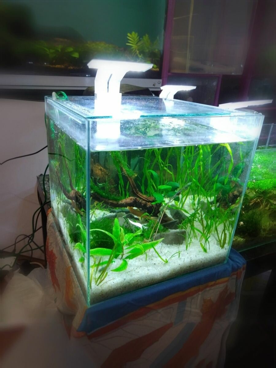 Аквариум живой 20 л. куб под ключ с биотопом