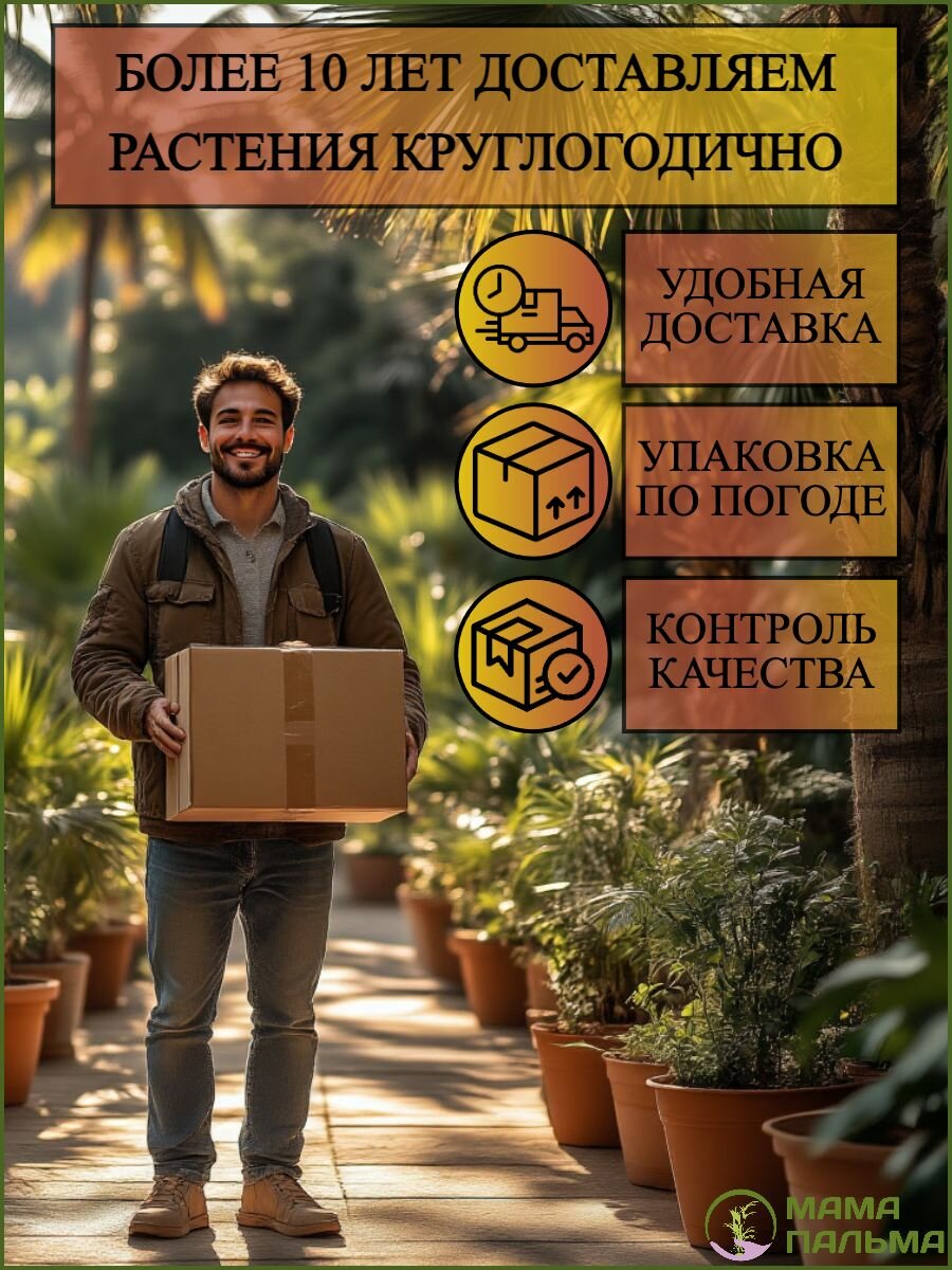 Набор 2 d9: Сансевиерия Косичка, Сансевиерия Стрейт высота 25 см