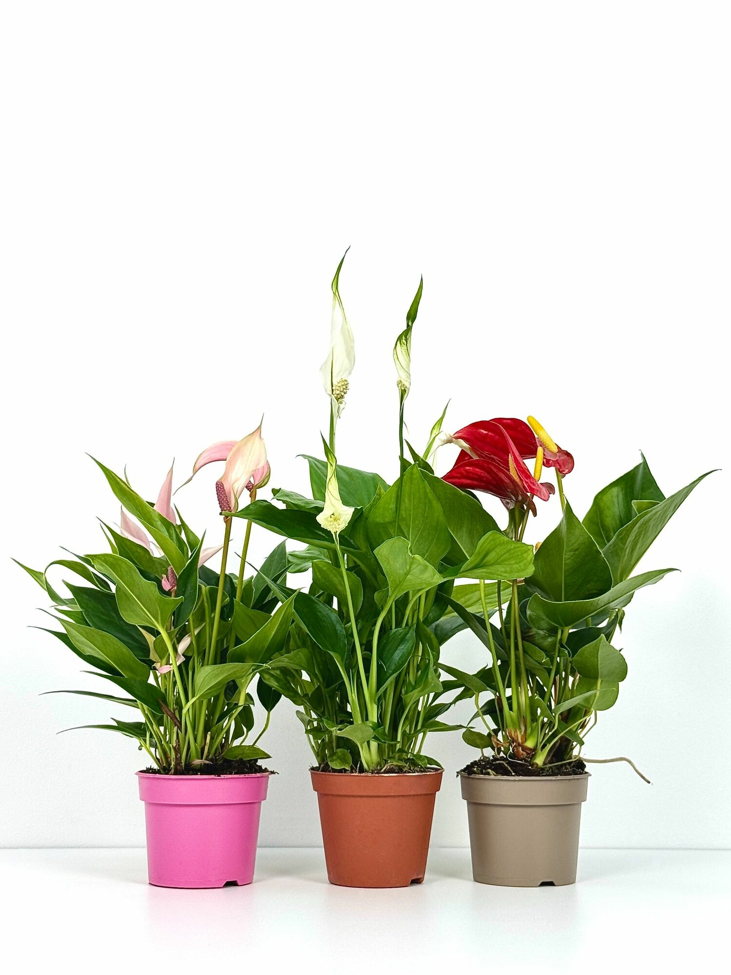Набор 3 растения Спатифиллум Антуриум красный Антуриум Лилли в горшке D9 (живые растения)