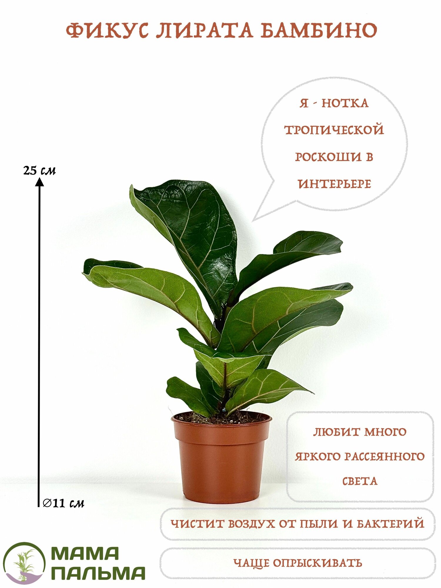 Фикус Лирата Бамбино в горшке, высота 25-30см
