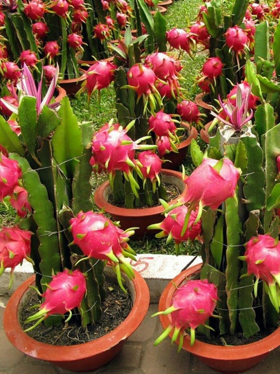 Питахайя красная белая мякоть семена 10 штук