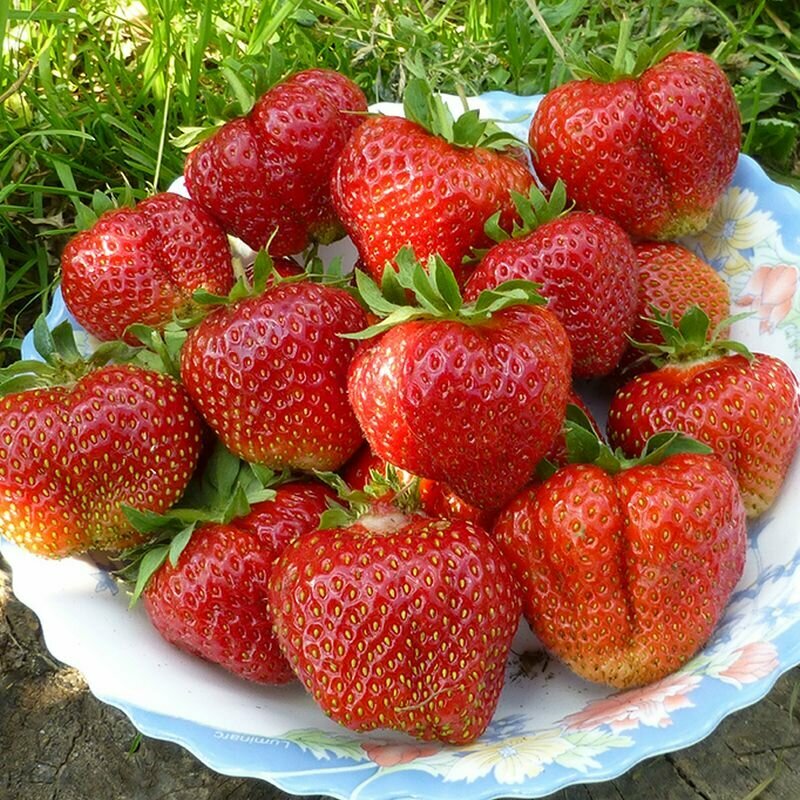 Рассада. Клубника Лорд.