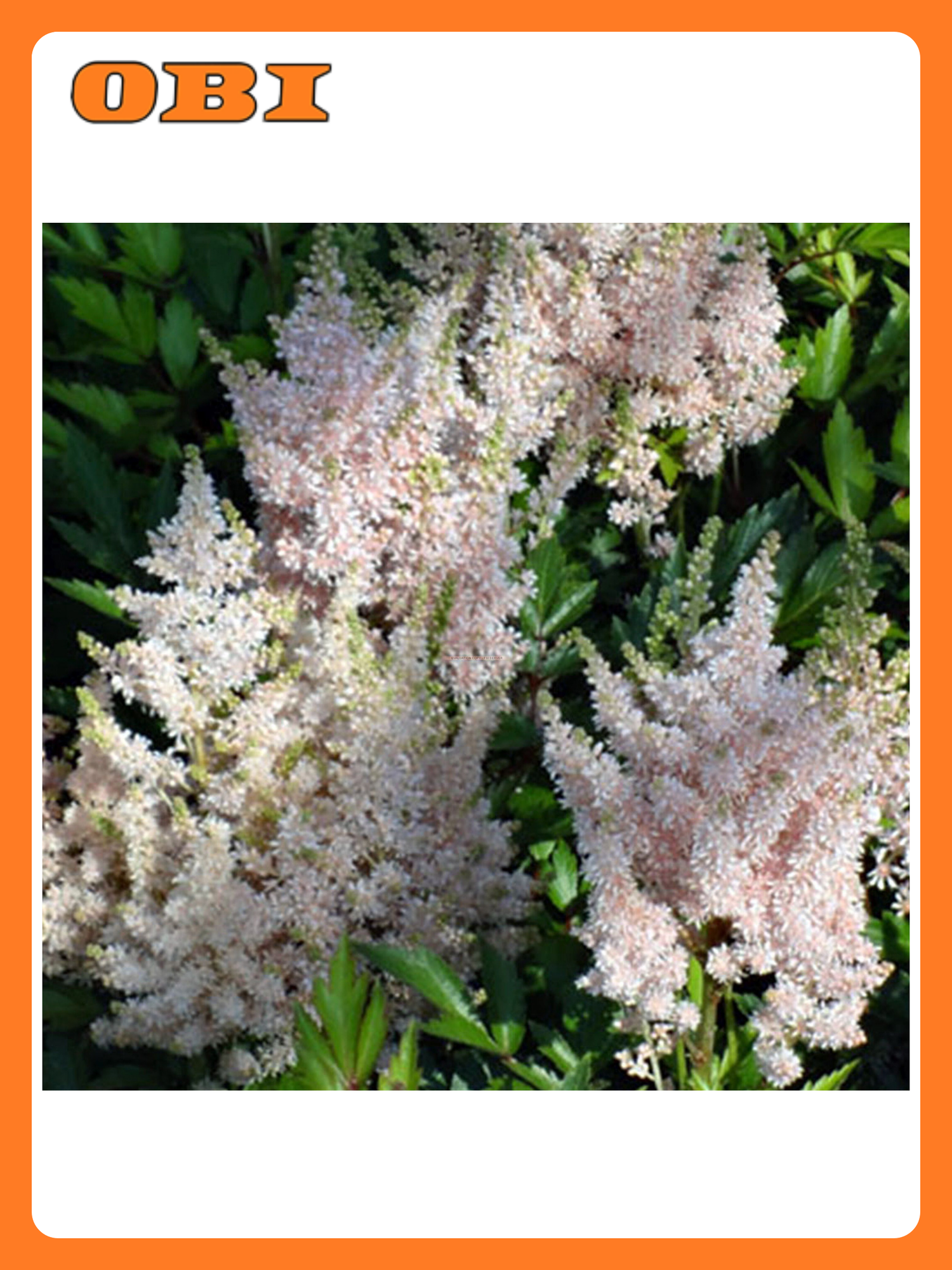 Саженец астильбы поиск V1.5, многолетнее, высота 30 см, полутень/солнце, июньское цветение