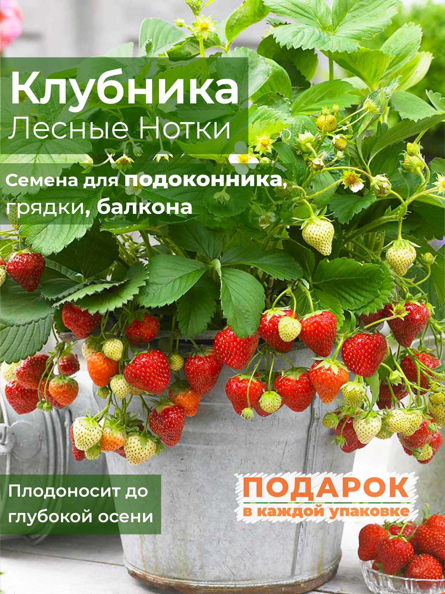Клубника балконно-комнатная Лесные нотки, Семена, 50 шт, семена ягод