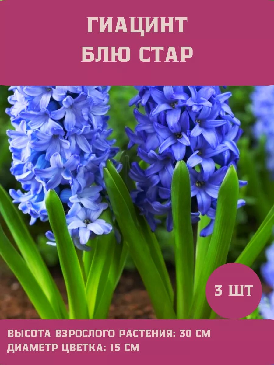 Гиацинт луковицы /Махровый гиацинт