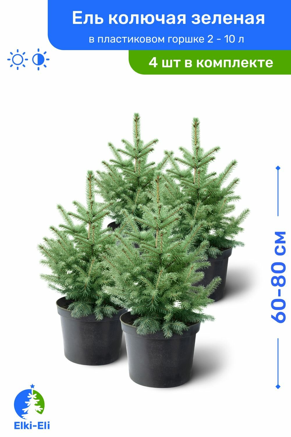 Ель колючая зелёная 60-80 см в пластиковом горшке 2-10 л, саженец, хвойное живое растение, комплект из 4 шт