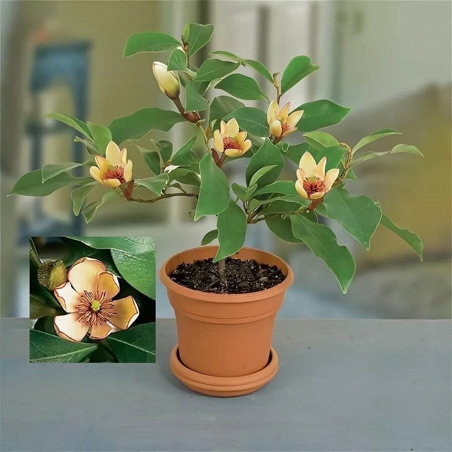 Магнолия Skinneriana, Михелия, светло-желтая, семена