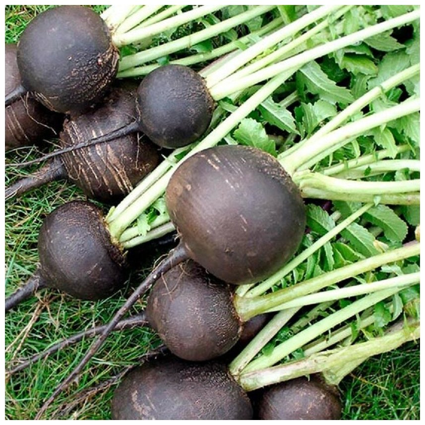 Семена Орешка Редька зимняя круглая чёрная 50 ШТ