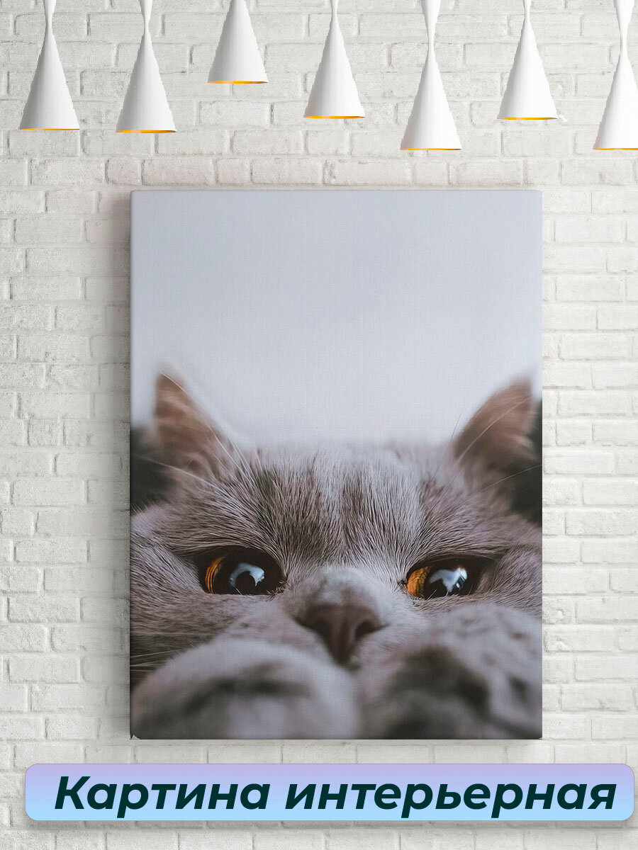 Картины для интерьера 50х70 Кошка мордашка глаза