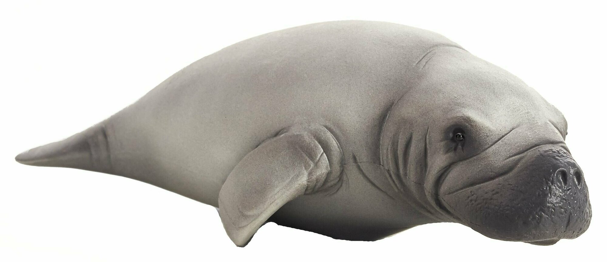 Фигурка-игрушка KONIK SEALIFE Ламантин AMS3020, коллекционная фигурка