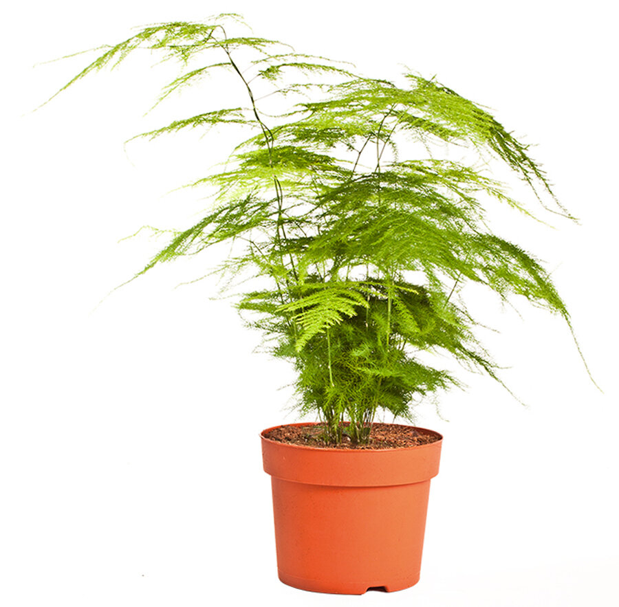 Аспарагус перистый - Asparagus setaceus D15 H40