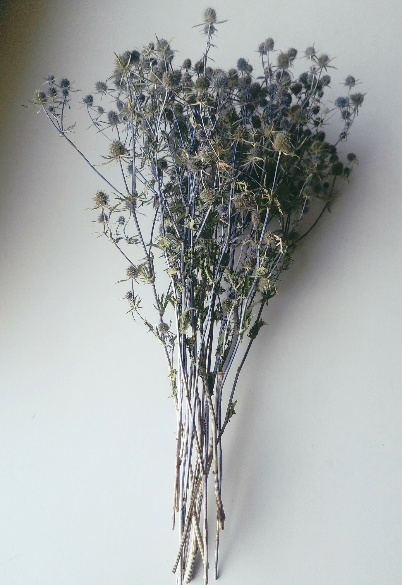 Букет Поделки домового Сухоцвет, синеголовник, 15 ветвей, длина 30-45 см