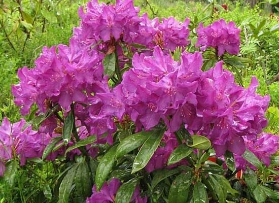 Рододендрон гибридный Болеслав Хробры