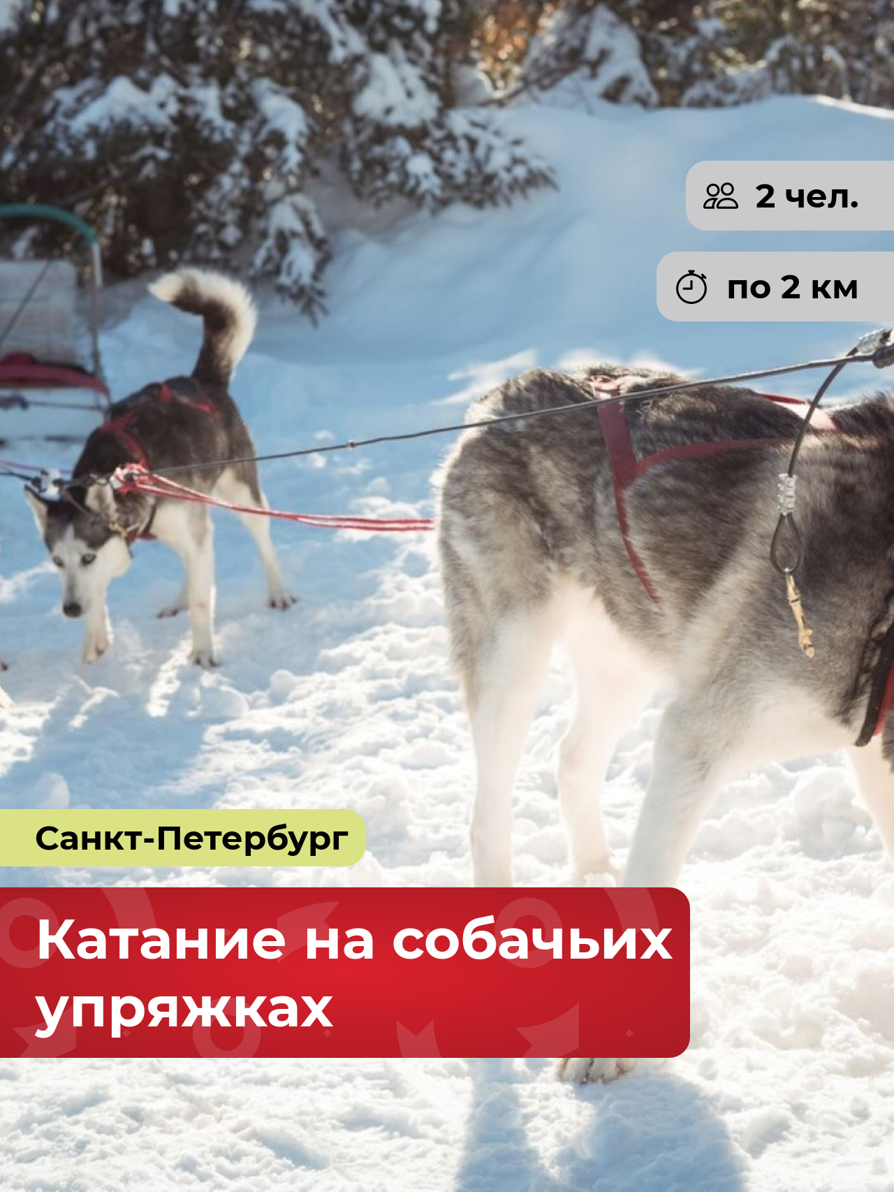 Подарочный сертификат bonodono Катание на собачьих упряжках «Экстрим и ласка.», Санкт-Петербург