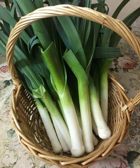 Коллекционные семена лука порей Добрый молодец