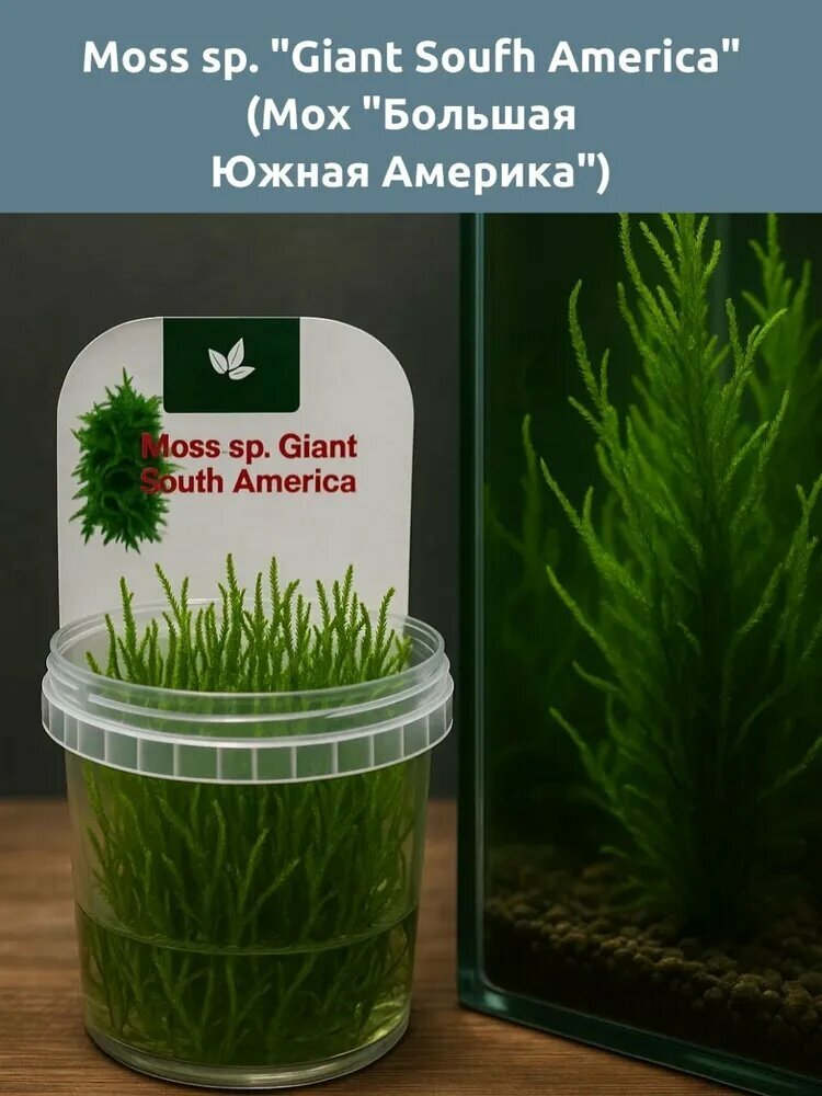 Меристемное растение "Мох Большая Южная Америка" Moss Gian South America, живое аквариумное растение