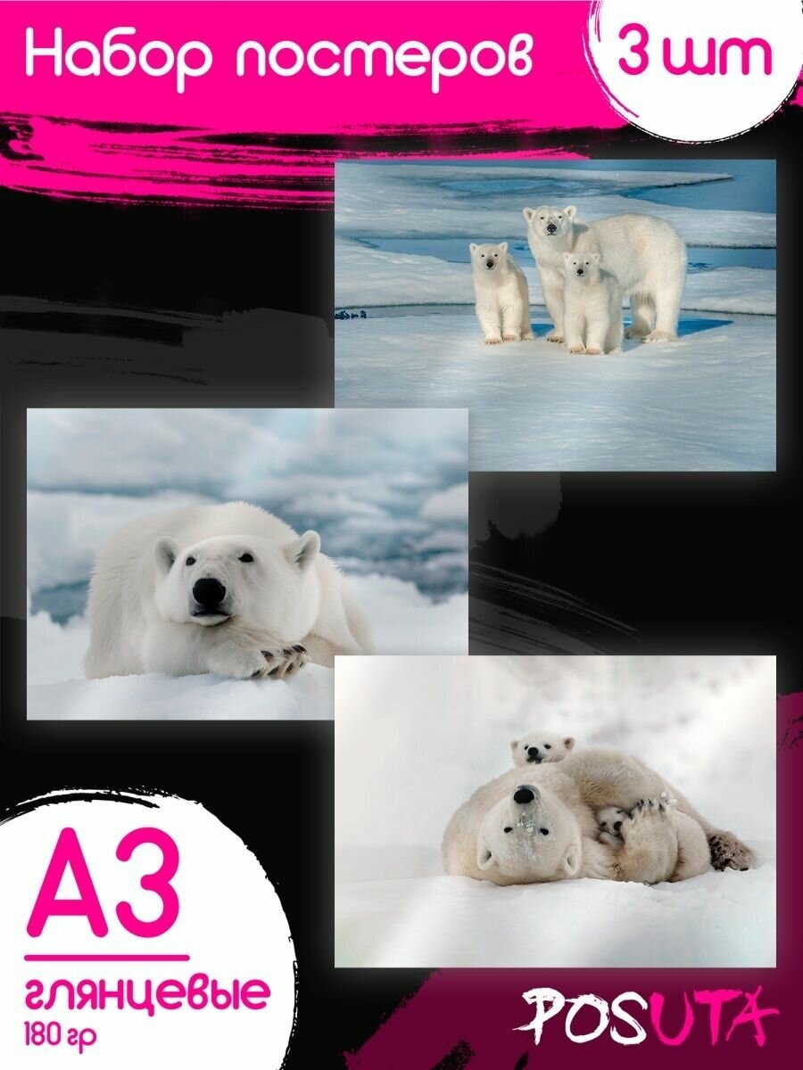 Постеры белый медведь Север арктика постеры настенные А3