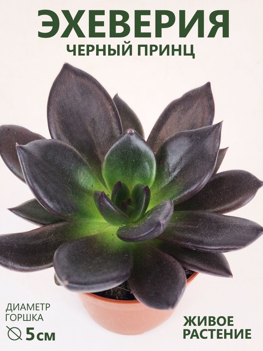 Эхеверия Черный Принц живая в горшке (Суккулент живой), D-5