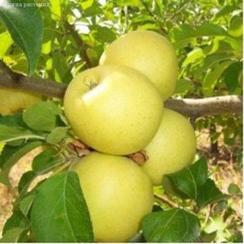 Яблоня Голден Делишс/Зимняя (1 саженец), Россия