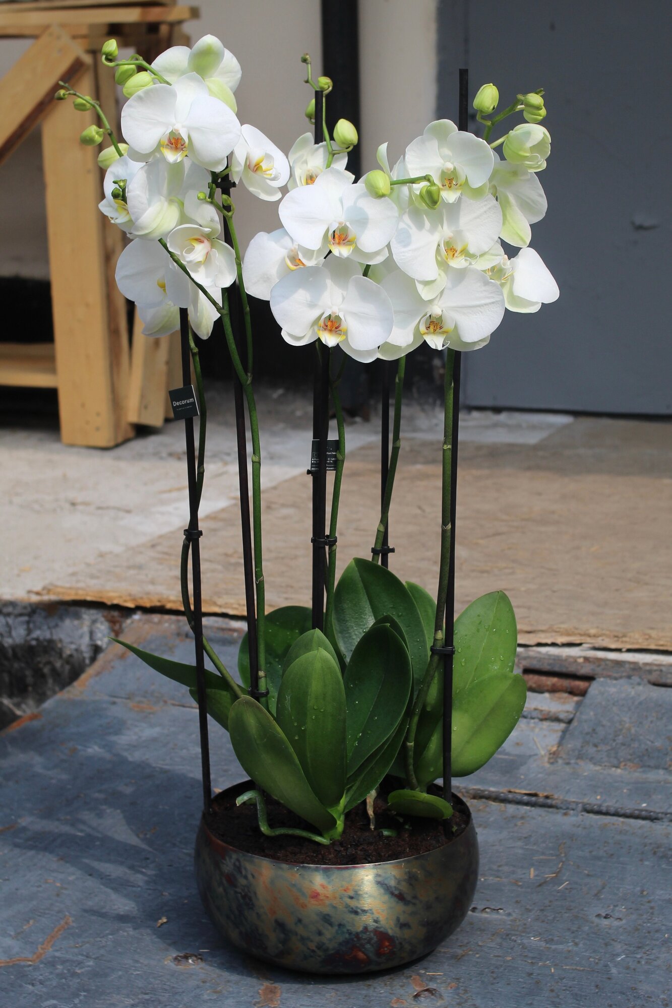 Трио Белых Орхидей Фаленопсис в стильном кашпо