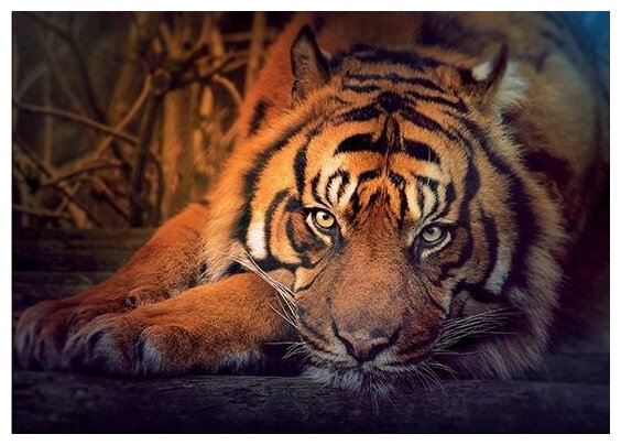 Пазл Step puzzle 1000 деталей: Сибирский тигр