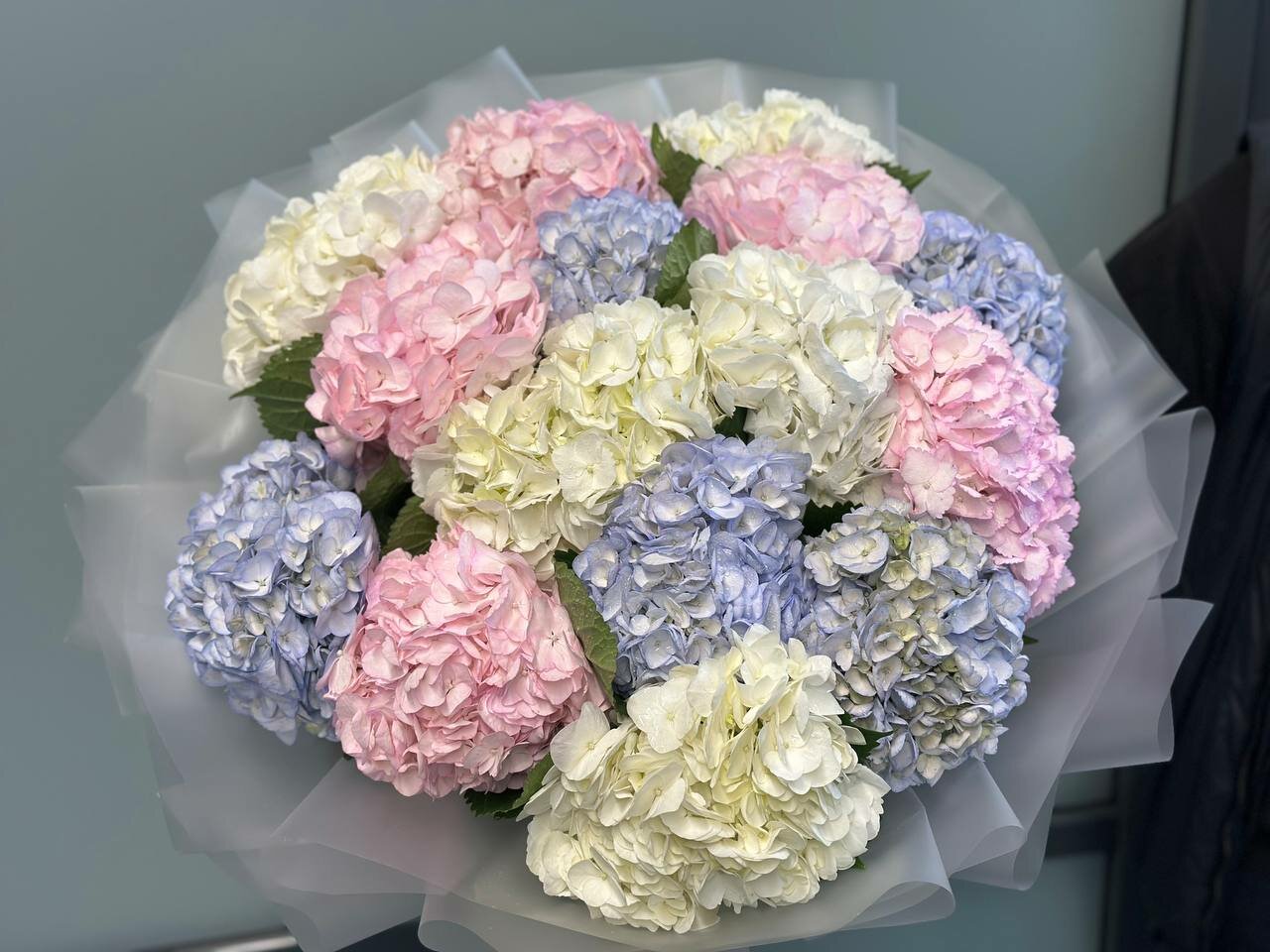 Гортензия микс 19 шт