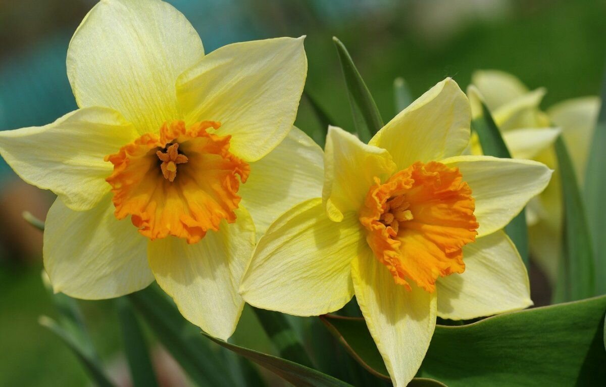 Нарцисс Прайд оф Лайонс 5шт.