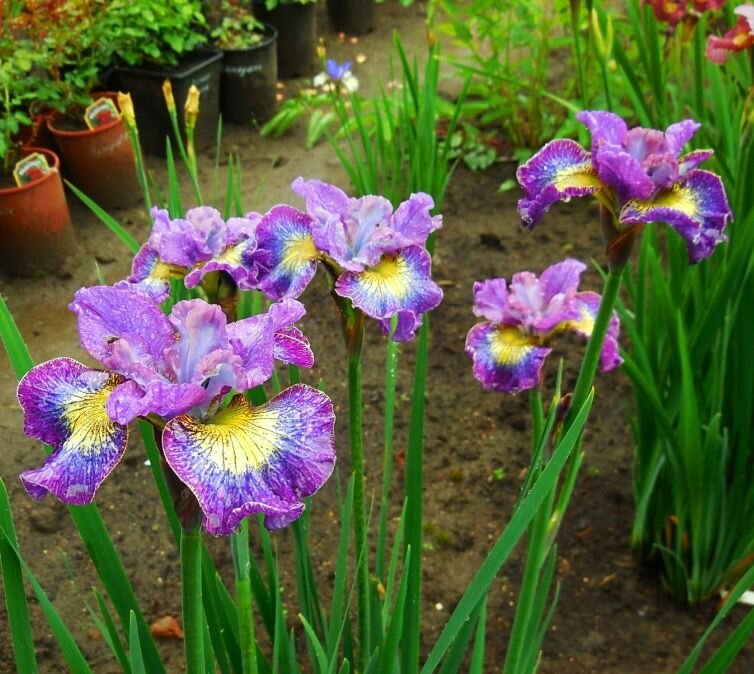 Ирис Пинк Парфейт 1 шт