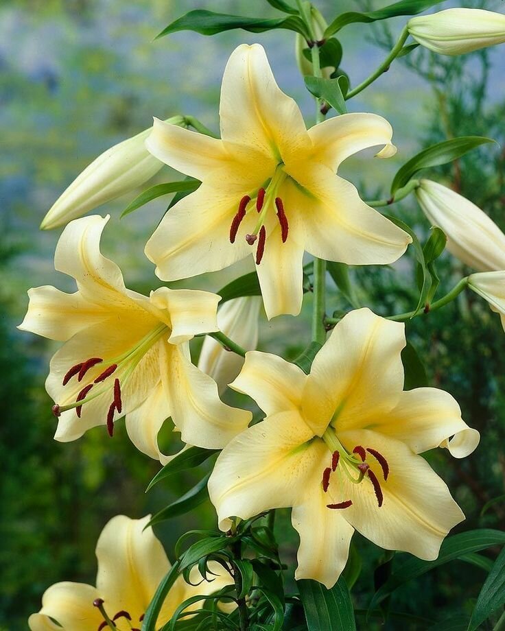 Лилия Ханимун 1 шт