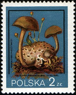 (1980-031) Марка Польша "Моховик паразитныи " Грибы III