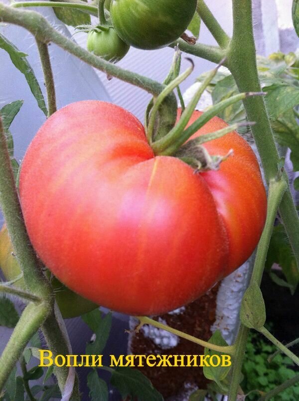 Коллекционные семена томата Восторг Дот