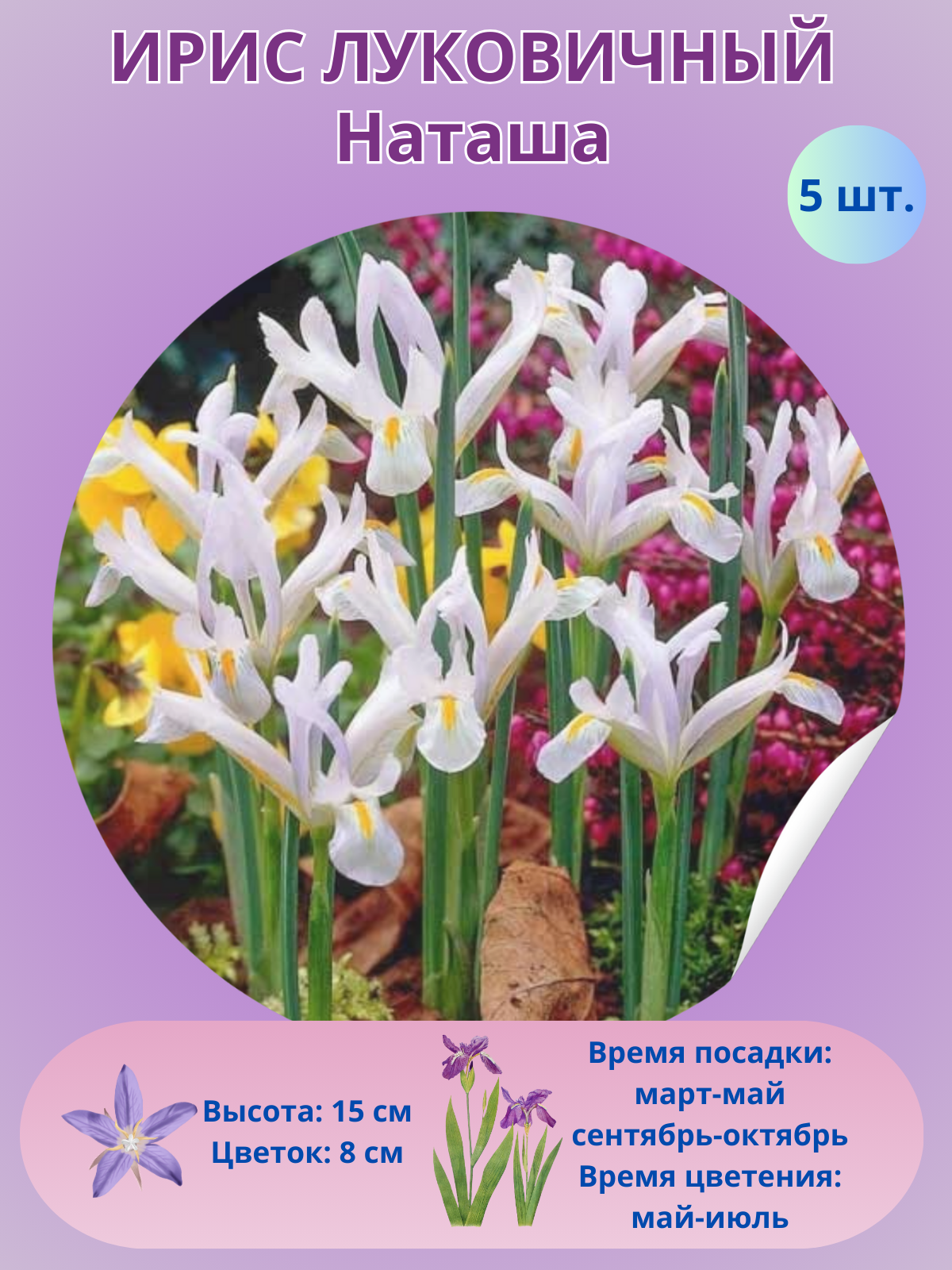 Ирис луковичный Наташа, многолетние цветы, луковицы 5 шт