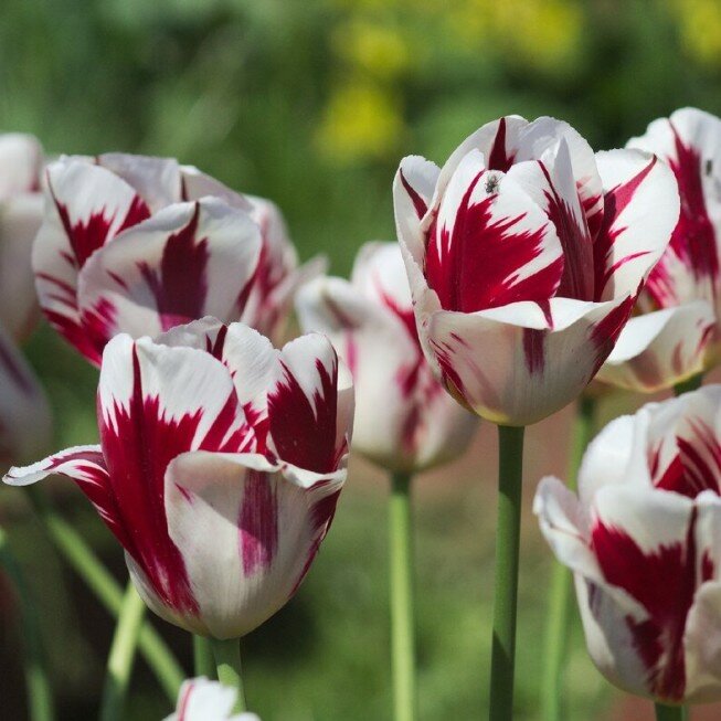 Тюльпан Гранд Перфекшн (1 луковица). Holland Bulbs (Голландия)