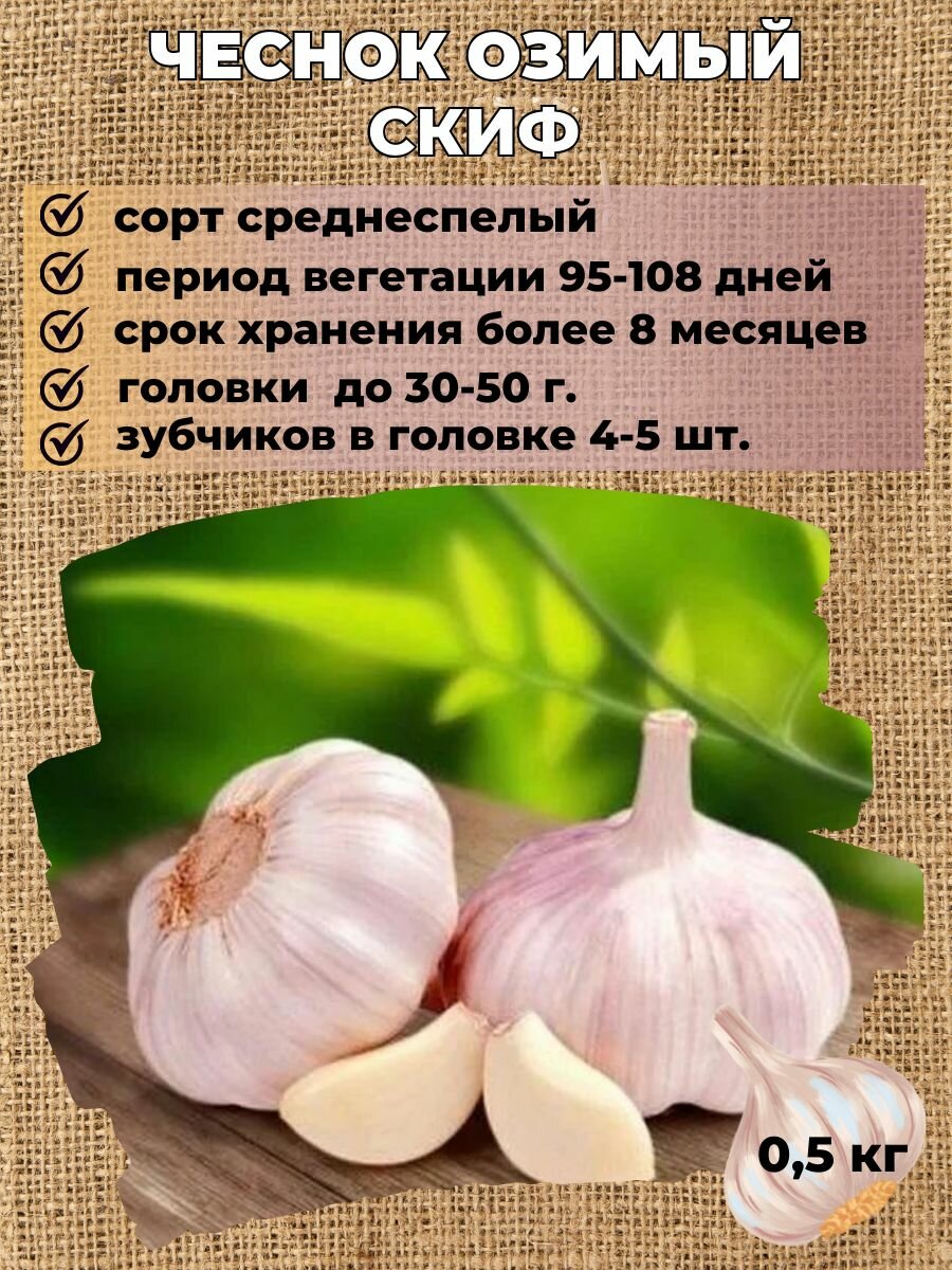 Чеснок озимый на посадку 0,5 кг.
