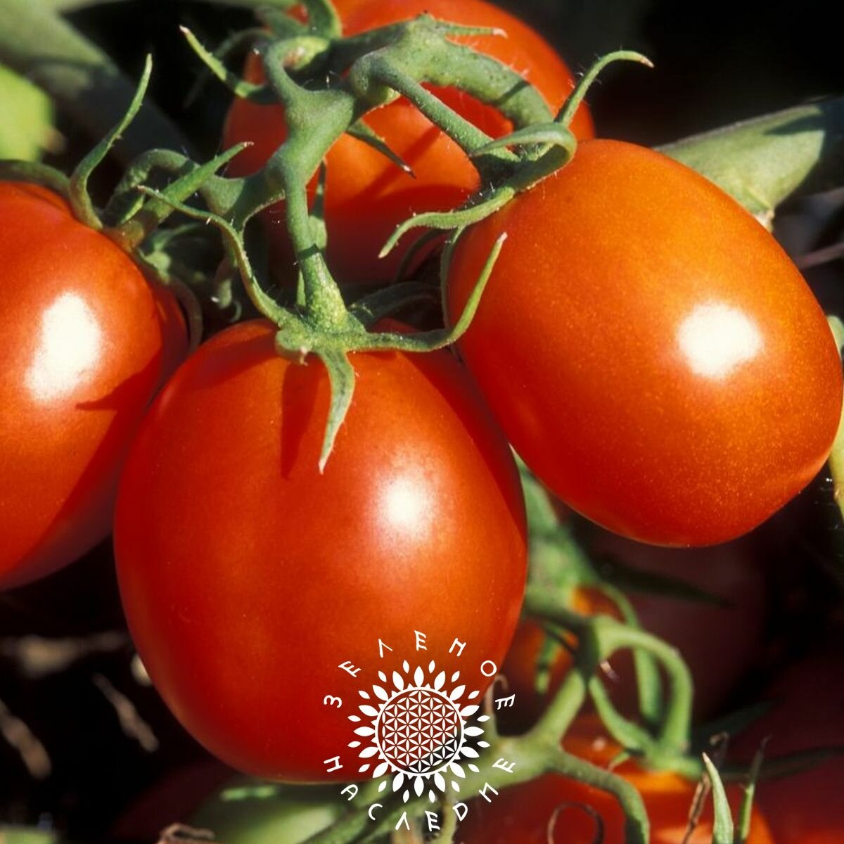 Семена Томат Де Барао (лат. Solanum lycopersicum) 25шт от Green Legacy