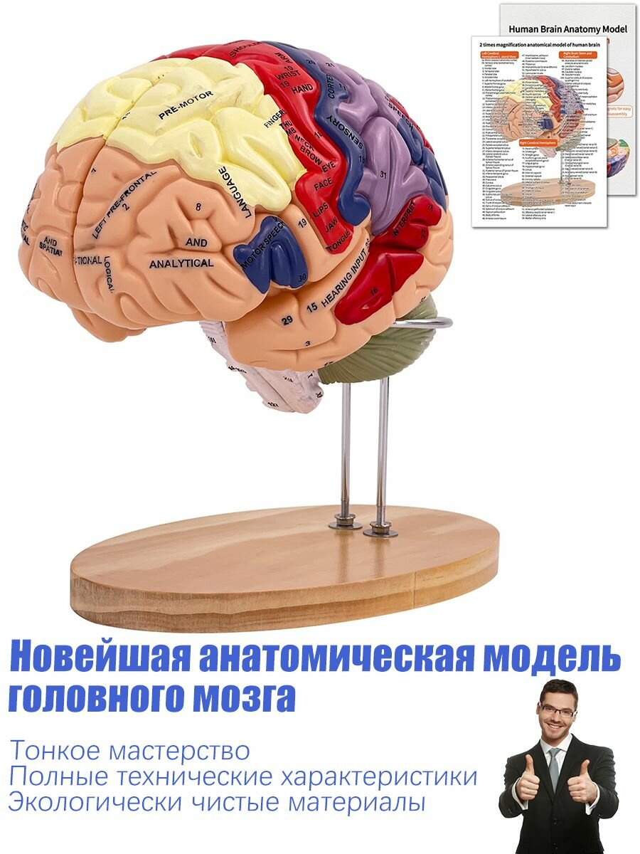 Новейшая анатомическая модель головного мозга