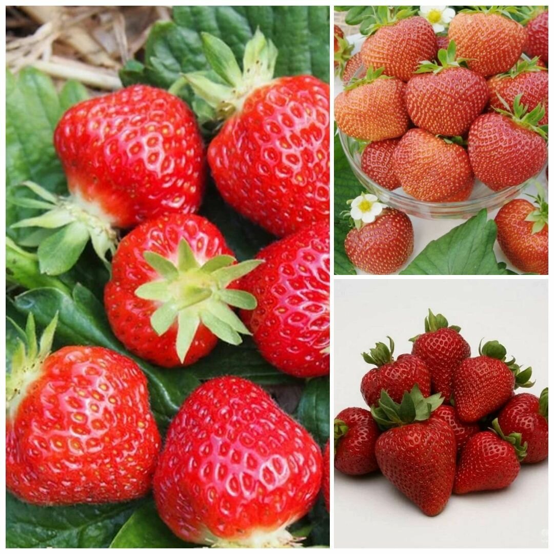 Комплект саженцев земляники Ароматное настроение 3 шт