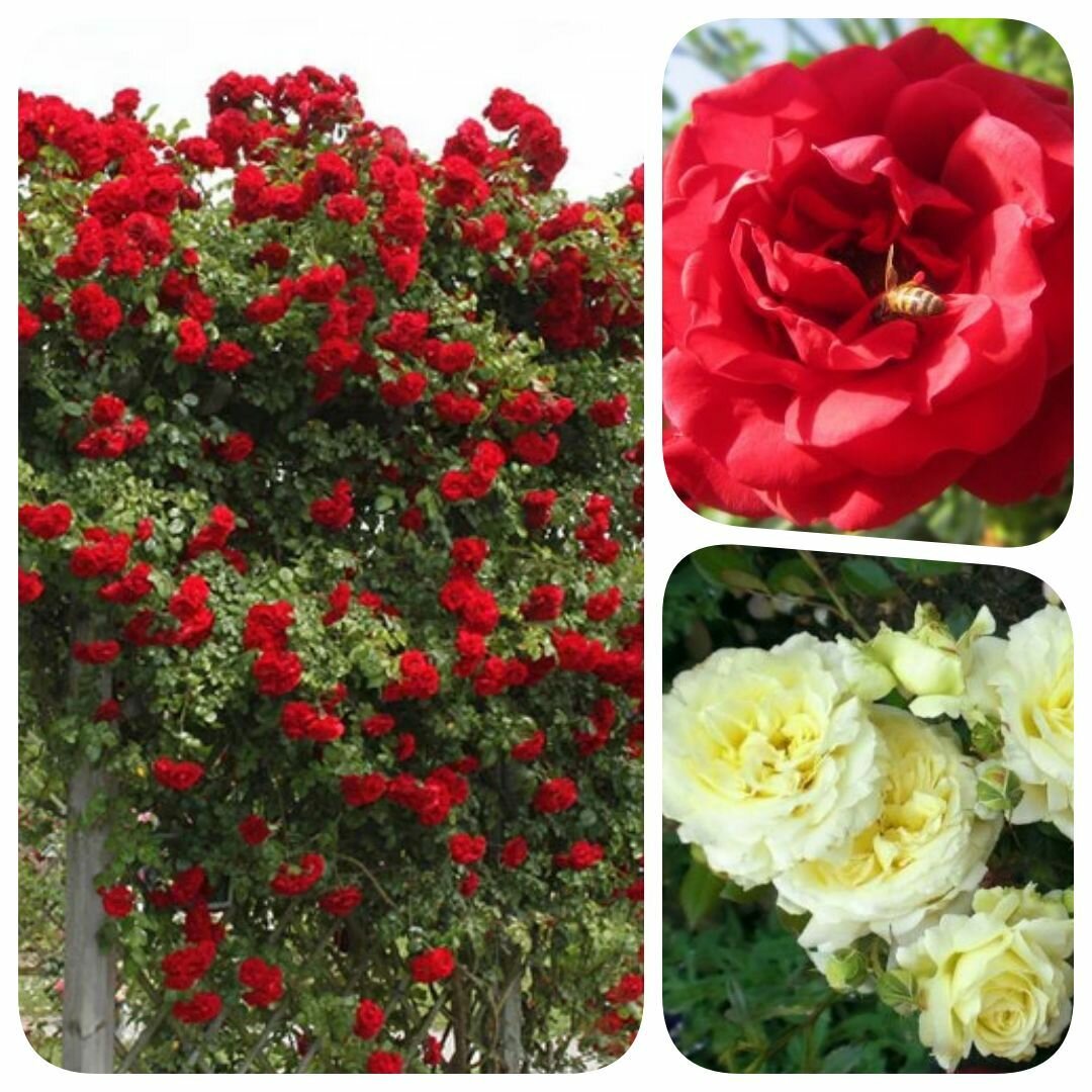 Комплект плетистых роз Аманта 3 шт