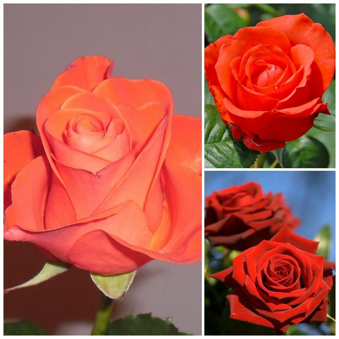 Комплект чайно-гибридных роз Мадонна Дони 3 шт