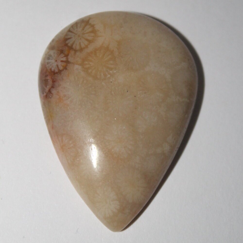 Коллекционный кабошон Коралл, 33х23х4 мм, Индонезия, "True Stones"