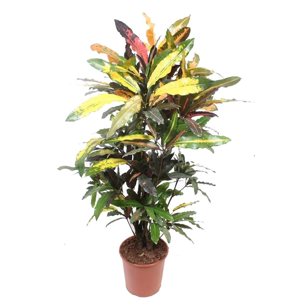 Кодиеум Манго бранч - Codiaeum Mango Branched D34 H150